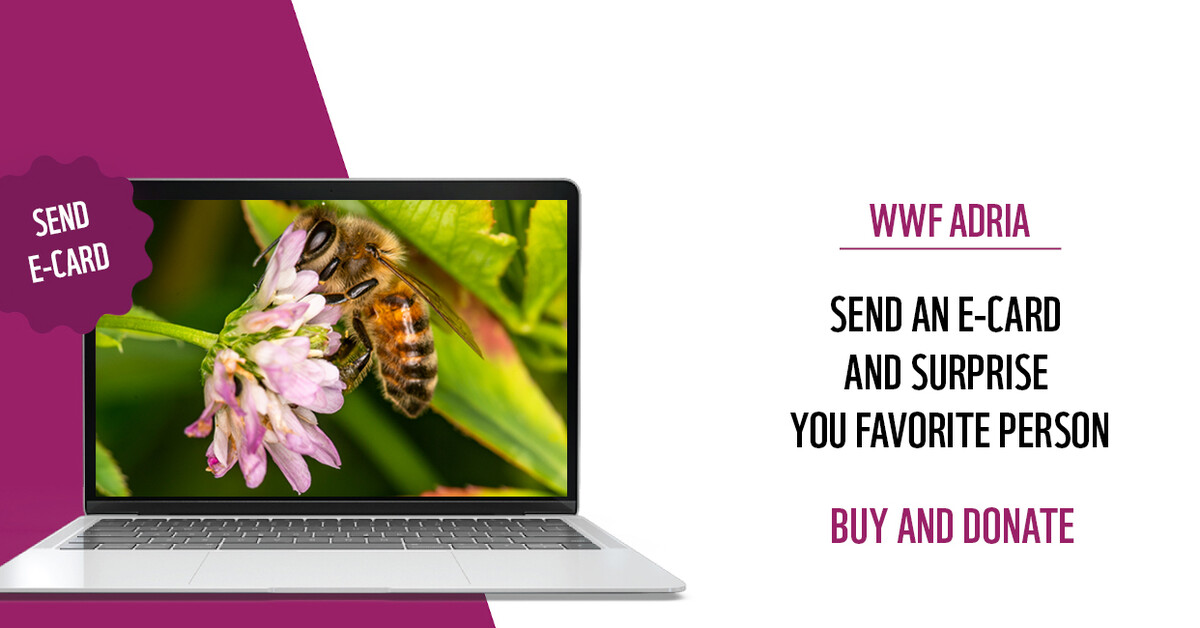 WWF e-cards for nature and animals