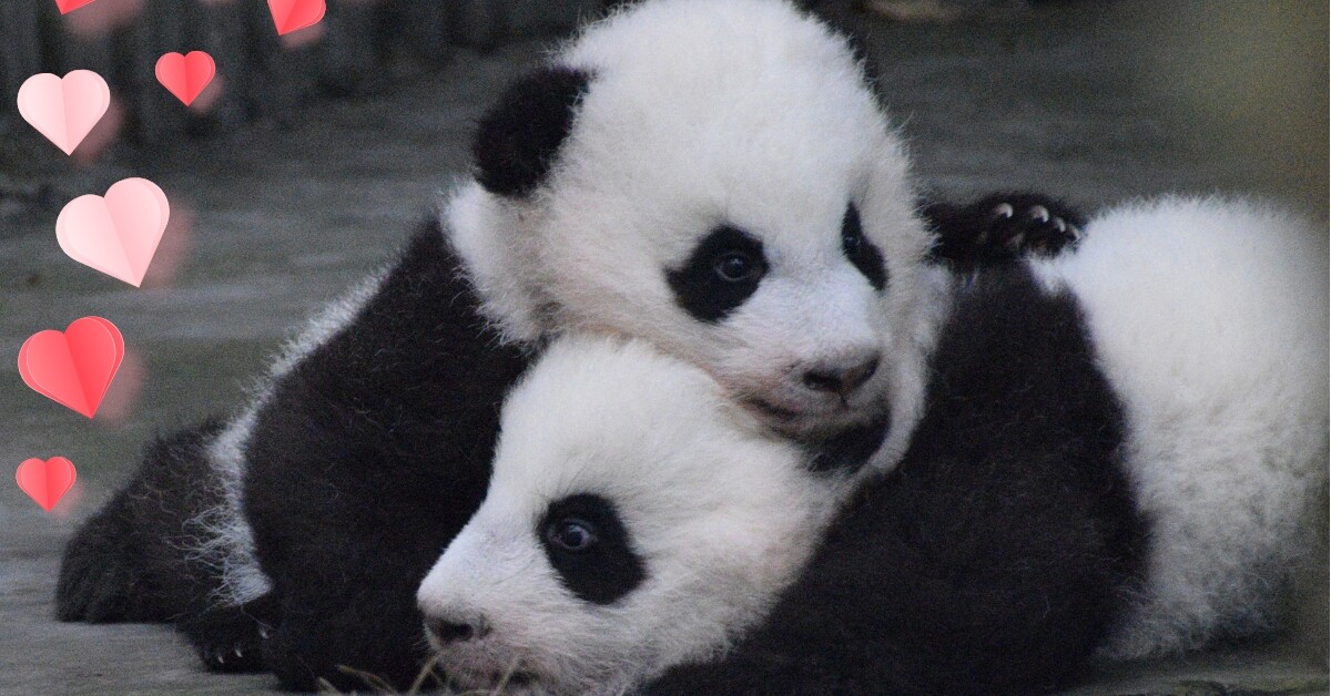 Discover what animal to adopt and gift for Valentine's Day