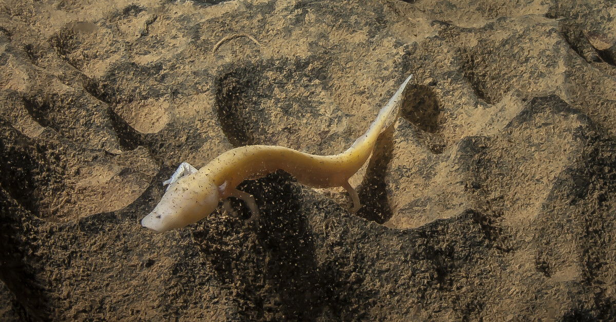 Posvoji čovječju ribicu